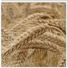 Urgrtreide Emmer - Wissenswertes - Geschichte, Besonderheiten ...